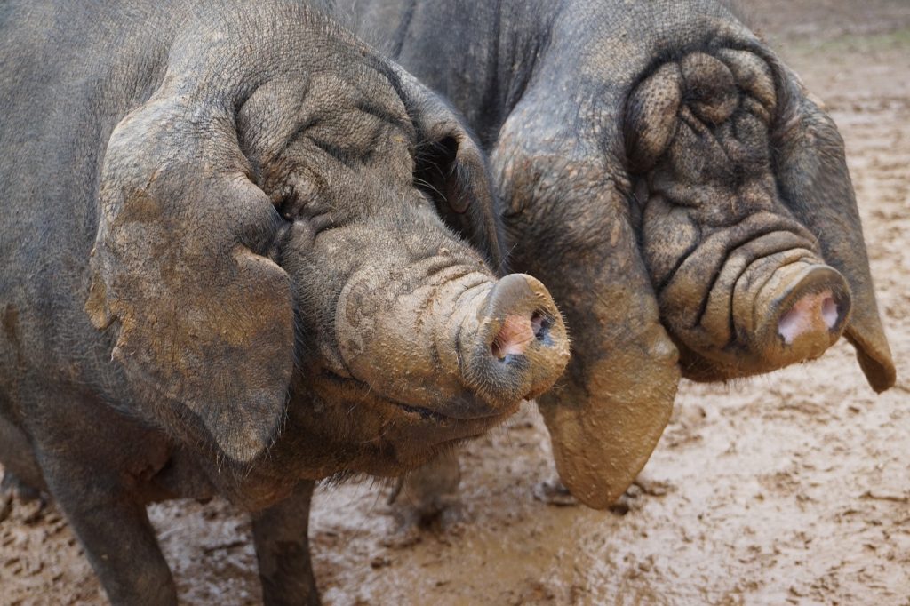 Saving the Meishan Pig and Ossabaw Island Hog - Countryside